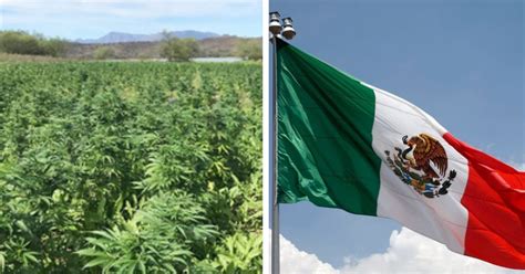 En Estos Estados Comenzaron Los Cárteles A Sembrar Drogas En México