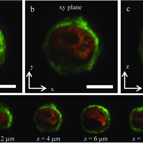 Zemax Simulation Of The Aspheric Profile Hollow Microlens For 488 Nm Download Scientific