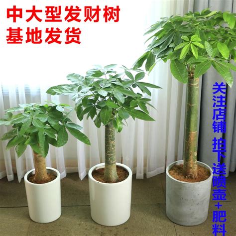 搬新家客厅摆什么盆栽适合摆在新家的盆栽客厅进门放什么盆景好大山谷图库