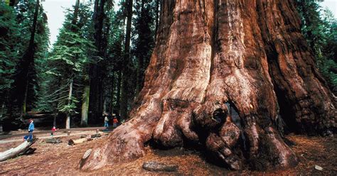 Are Redwoods And Sequoias The Same Details Here