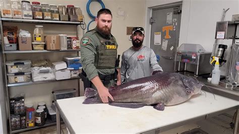 Micka Burkharts 1187lb Tennessee State Record Blue Catfish Youtube
