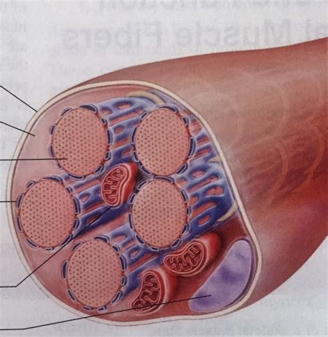 Myocyte Diagram Quizlet