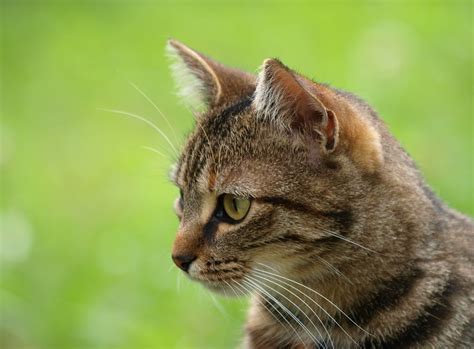 Cats Cat Wallpapers HD Desktop And Mobile Backgrounds