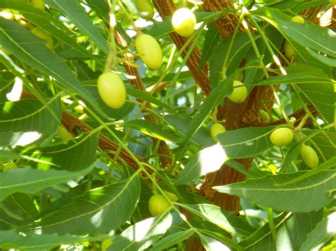 Neem Tree Azadirachta Indica Richard Lyons Nursery Inc