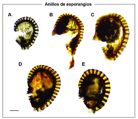 Dispersion Plot Resulting From The Analysis Of The Discriminant Download Scientific Diagram