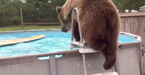 Bear Discovers A Swimming Pool His Reaction Hilarious