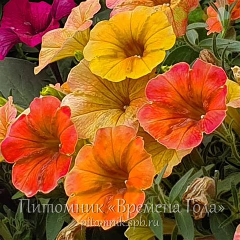 PETUNIA 'Cascadias Indian Summer' - Петуния каскадная (ампельная ...