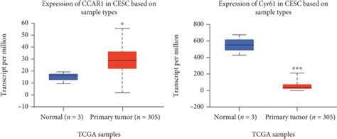 Rtf Upregulated The Expression Of Cyr61 In Hela Cells A Tcga