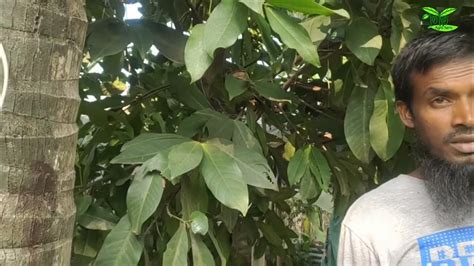 পারিবারিক পুষ্টি বাগান রায়হান Paribarik Pusti Bagan Protiti Agro