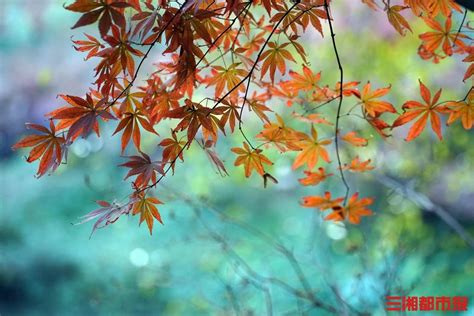 岳麓山红枫节来了，等您赴约 今日关注 湖南在线 华声在线