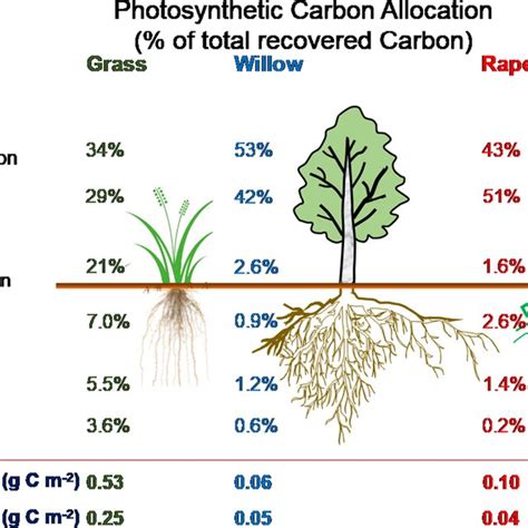 Photosynthetic C Partitioning In An Agroforestry System Grassland
