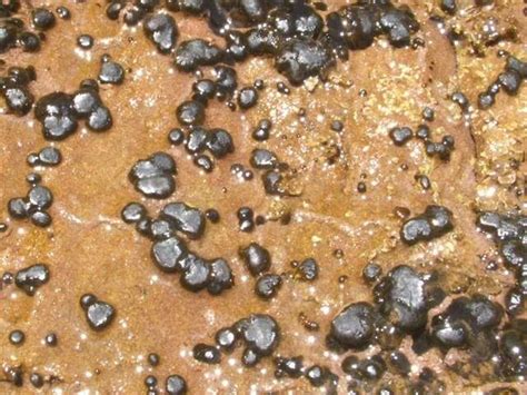 Flattened Cyanobacteria Colonies Nostoc Pruniforme On Limestone Encyclopedia Mdpi