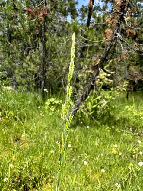 Spiked False Mannagrass From Mineral Ca Usa On August 31 2023 At 0150 Pm By Matt Berger