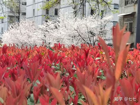 赏樱季还是赏樱 挤” 知乎