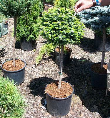 Ель сербская Нана на штамбе (Picea Omorika Nana PA),хвойные,кустарники ...