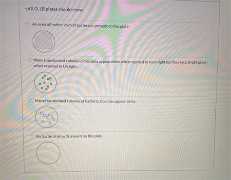 Solved PGLO Colonies On LB Ara Plates Should Show Many Chegg