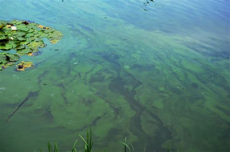 Blue Green Algae Pond Michelle Holliday