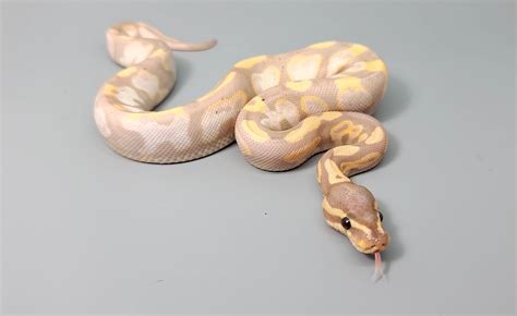 Banana Calico Ball Python By Steve S Morphs Morphmarket