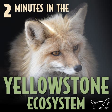 Episode 5 What Is The Greater Yellowstone Ecosystem