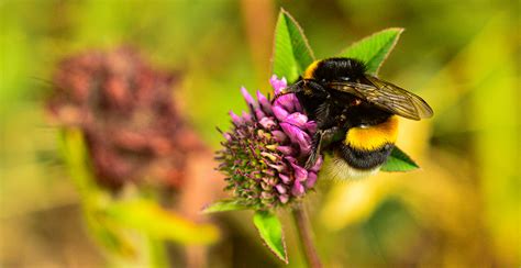 Research Surprise Unveils How Common Herbicide Kills Bees Eande News By