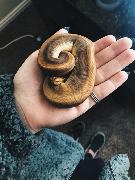 01 Champagne 100 Het Pied 100 Het Ghost 🌸 Rballpython