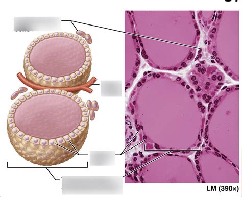 Thyroid Cell Diagram Quizlet