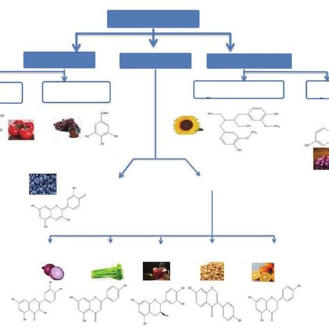 Polyphenol Classification Download Scientific Diagram