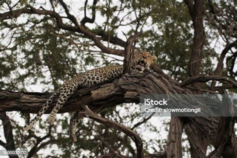 표범 표범 속 Pardus 나무에 서있는 성인 Moremi Reserve 보츠와나의 오카방고 델타 0명에 대한 스톡 사진 및