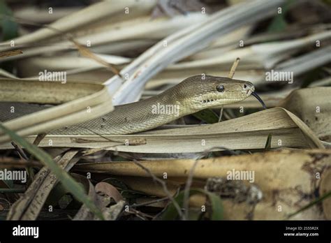 Olive Python Liasis Olivaceus Also Known As Olive Coloured Python