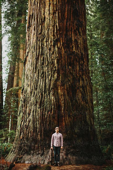 Smal Man Big Tree By Stocksy Contributor Dylan M Howell Photography