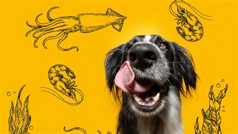 How Do Squid And Shrimp Rate As Novel Protein Sources For Dog Food