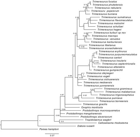 Bayesian Inference Tree Showing Inferred Phylogenetic Relationships Of