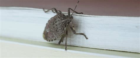 Identifying Stink Bugs And How To Prevent Infestation