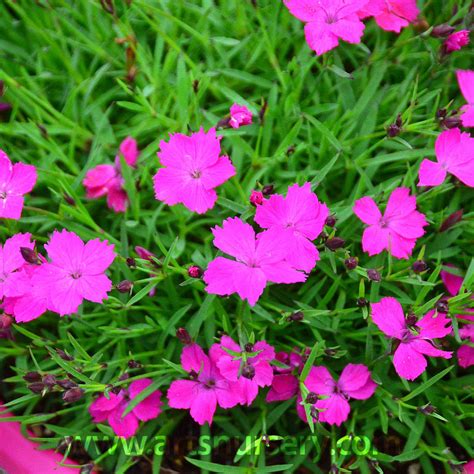 Dianthus Kahori Arts Nursery Ltd