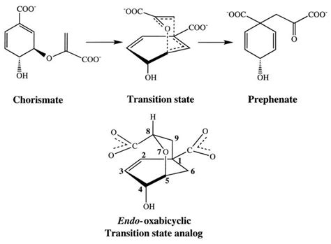 Chorismate Mutase Alchetron The Free Social Encyclopedia