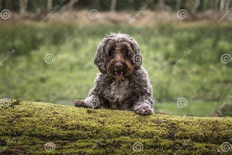 Brown Cockapoo In The Windsor Forest With A Log And Smiling Stock Image Image Of Hunting