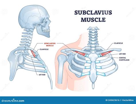 Subclavius Muscle As Upper Body Shoulder Muscular System Outline