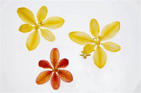 无人横图俯视室内特写白天白色背景百合花三朵盛开陶瓷陶瓷制品花蕾水盆花花瓣花朵鲜花一个黄色容器花苞