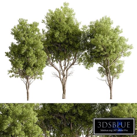 Broadleaf Tree Set 318
