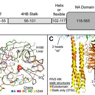 PDF Structure Of The Parainfluenza Virus 5 PIV5 Hemagglutinin