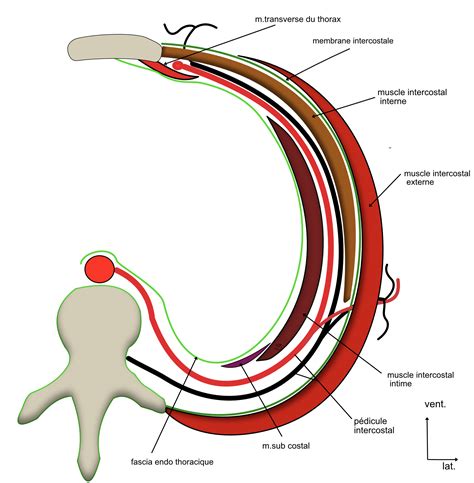 Anatomie Innervation De La Paroi Thoracique