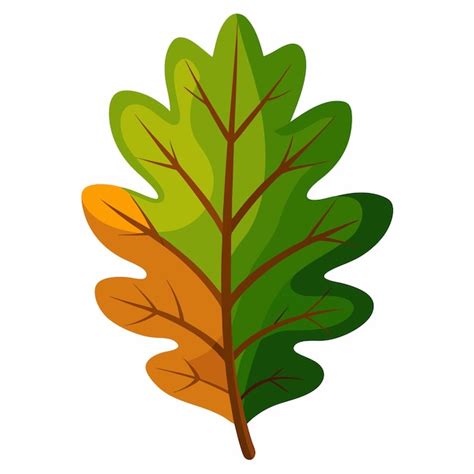 Dessin Animé Clipart De Feuille De Chêne Dessin Dillustration