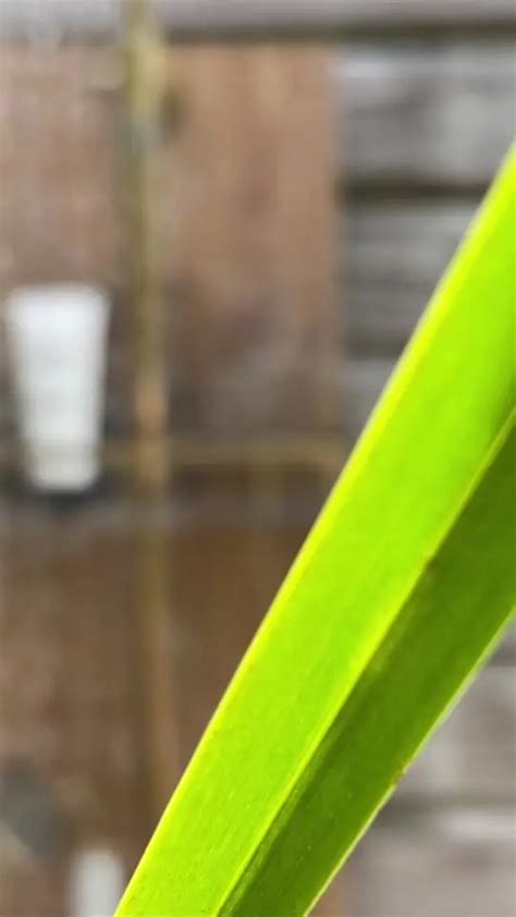 Why Non Nano Mineral Sunscreen Nano Beauty Care Naturals Beautycarenaturals