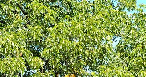 Northern Pecans Pecan Tree Caught In The Act Of Self Pruning