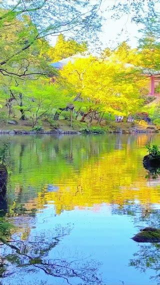 山间小溪 风景手机动态壁纸 风景手机壁纸下载 元气壁纸