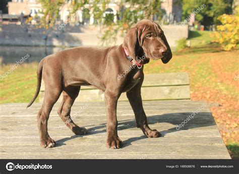 German Shorthaired Pointer Puppy Pointing