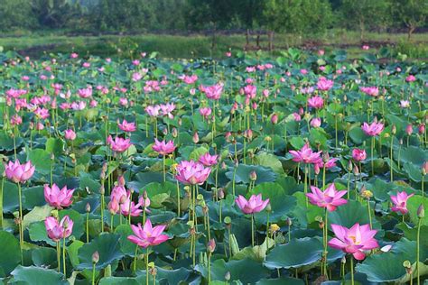 Lotus Flower