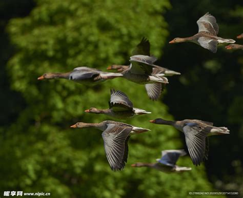 鸟摄影图 鸟类 生物世界 摄影图库 昵图网
