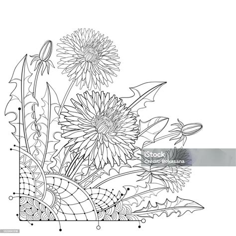 向量角花束輪廓蒲公英花 芽和華麗的葉子在黑色隔離在白色背景向量圖形及更多剪裁圖圖片 剪裁圖 圖畫 藝術品 塗色書頁 製圖技術