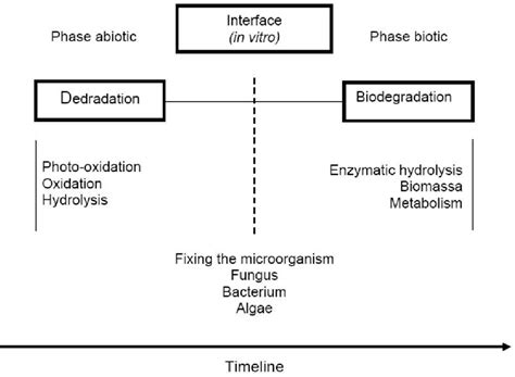 Schematic Representation Of The Degradation Processes And Degradation